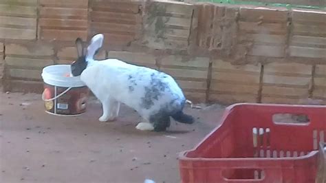 Criação de coelhos Parte 1 YouTube