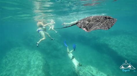 Le Sentier Sous Marin De La R Serve Naturelle De Cerb Re Banyuls Youtube
