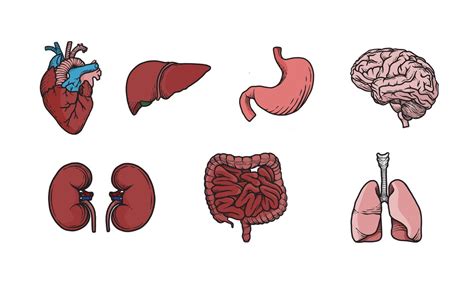 Set Of Colored Human Organs Illustration Simple Yet Educational Vector