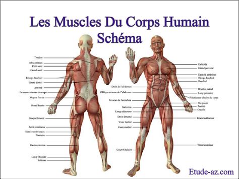 Les muscles du corps humain schéma pdf ETUDE AZ