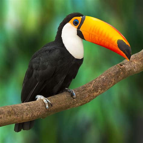 ANIMALES DE LA SELVA TROPICAL Características y más