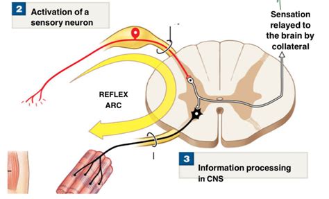 Reflex Arc Diagram Diagram Quizlet