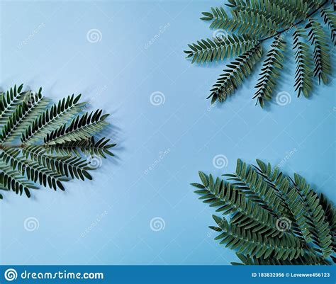 Rama De Acacia Con Hojas Verdes Aisladas En Blanco Foto De Archivo