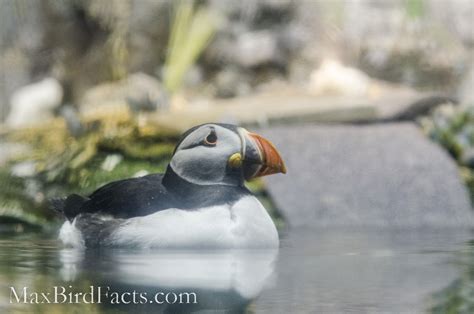 5 Birds That Swim Underwater Soaring Under The Waves Welcome To