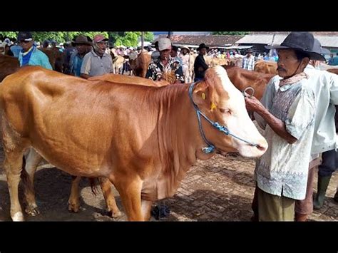 Harga Turun 2 Juta Doro Cross 7 Juta Sapi Murah Sepi Pembeli