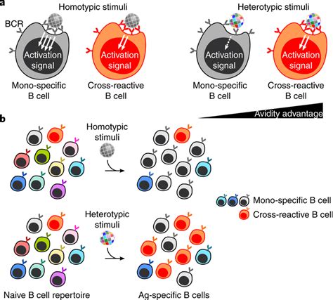 Model Of Immunosubversion Approach With Mosaic Antigen Array A B Cell