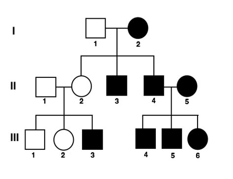 Genetics Unit Study Guide Diagram Quizlet