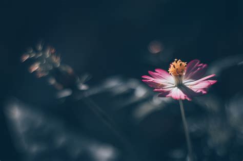 Bloem Wilde Bloemen Weide Gratis Foto Op Pixabay Pixabay
