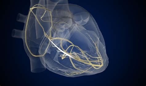 Votre Rythme Cardiaque Est Contr L Par Un Syst Me De Conduction