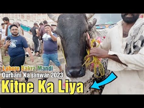 Kitne Ka Liya Qurbani Ka Janwar 2023 Bakra Eid Shahpur Kanjra Mandi