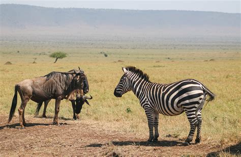 Days Maasai Mara Safari Safaris In Kenya