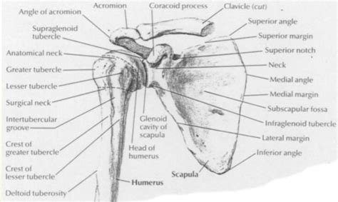 Flashcards Musculoskeletal Pt Week Shoulder Disorders Quizlet