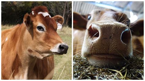 Jersey Vs Guernsey Cows Whats The Difference Jersey Milk Cow