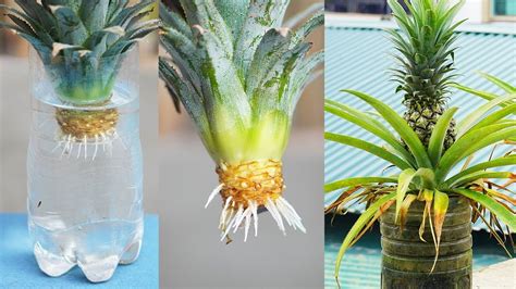 Vea cómo cultivar una piña a partir de restos Tecnicas y Trucos de