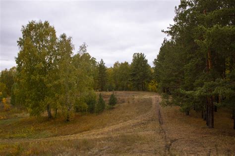 Gratis billeder efterår græs Skov natur himmel plante Sky træ