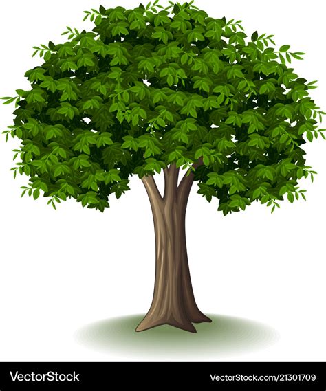 Tree Isolated On White Background Royalty Free Vector Image