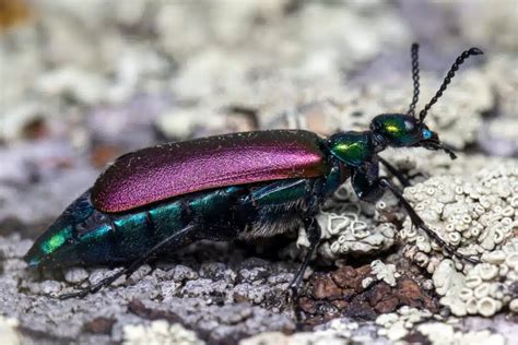 15 Rare Purple Bugs In The World With Pictures