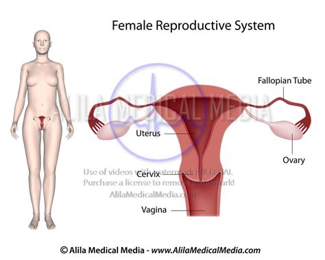 Female Reproductive Organs Diagram