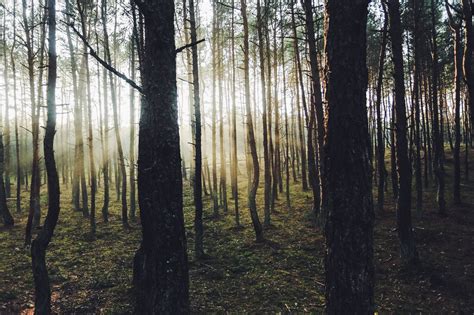 Forest Nature Sunbeam Tree Wallpaper Resolution 2048x1365 ID 950373