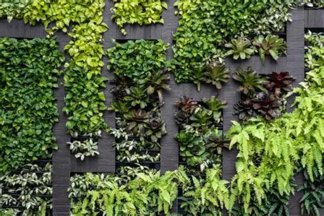 Come Realizzare Giardini Verticali Il Giardino Commestible