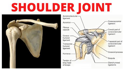 Shoulder Joint Anatomy YouTube