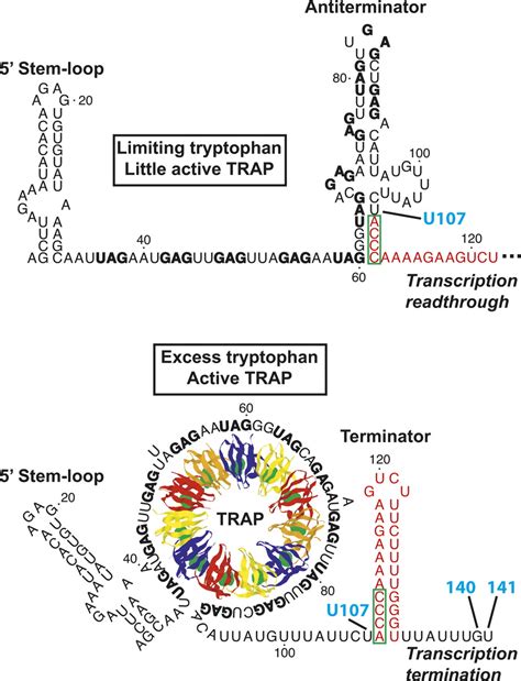 Molecular Basis Of Trap Sl Rna Interaction In The Bacillus Subtilis