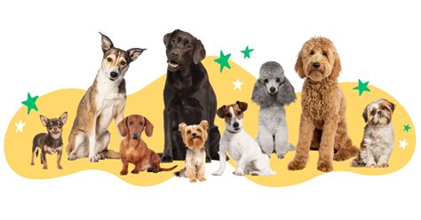 Les races de chien préférées des Français