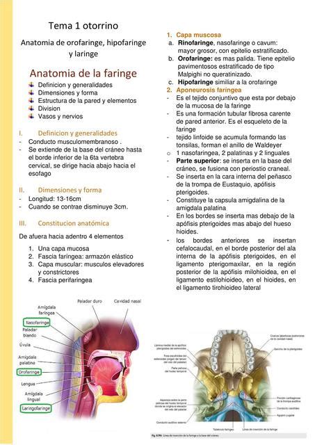 Resúmenes de Músculos de la faringe Descarga apuntes de Músculos de