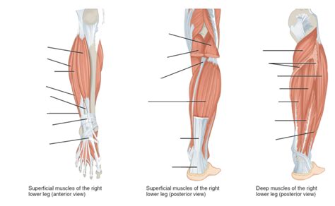 Muscles Of Lower Leg Diagram Quizlet