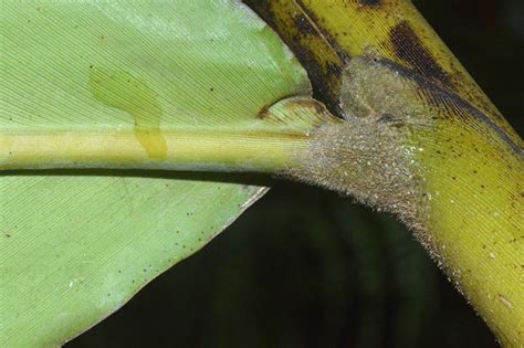 Hornstedtia Conoidea Zingiberaceae Image 127540 At PhytoImages Siu Edu