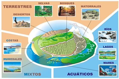 Ecosistemas Terrestres Y Acu Ticos Cuadros Comparativos Y Diferencias