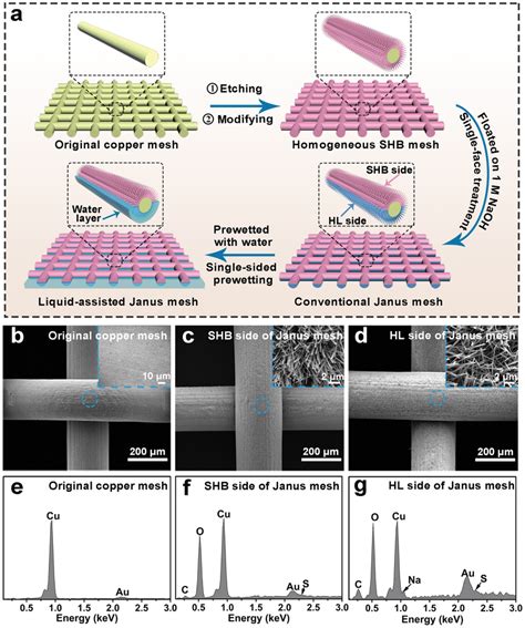Preparation And Characterization Of Liquidassisted Janus Membrane A