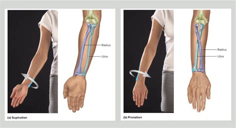 Bony Landmarks Of The Arm Anatomy For Sculptors
