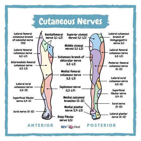 Cutaneous Nerves Lower Limb Anatomy Medizzy