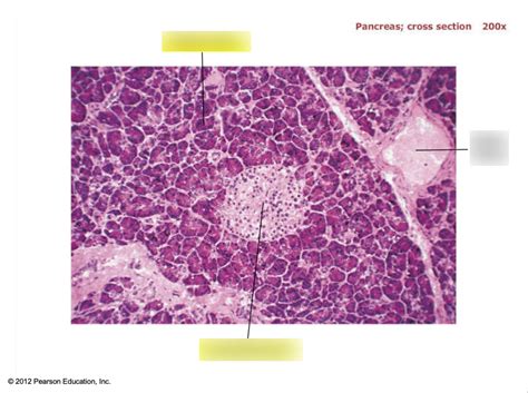 Pancreatic Histology Diagram Quizlet