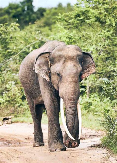 African Vs Asian Elephants Key Differences Compared Storyteller