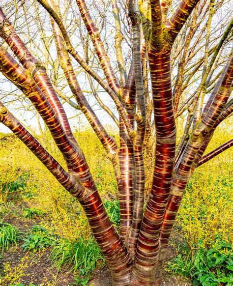 Arbres remarquables par leur écorce décorative et colorée
