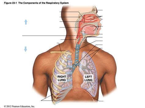 Figure The Components Of The Respiratory System Diagram Quizlet