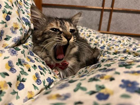 ガリガリに痩せていた子猫を畑で保護 栄養失調だったが自宅で回復後をついて回る甘えん坊にまいどなニュース