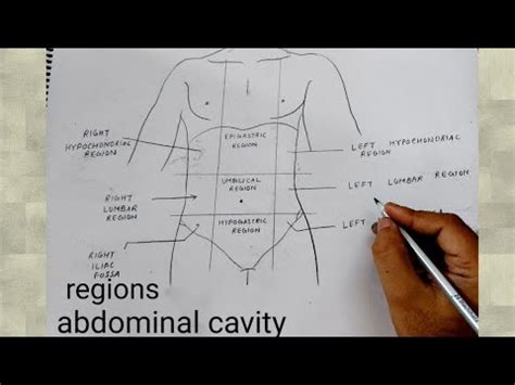 How To Draw Regions Of The Abdominal Cavity Youtube