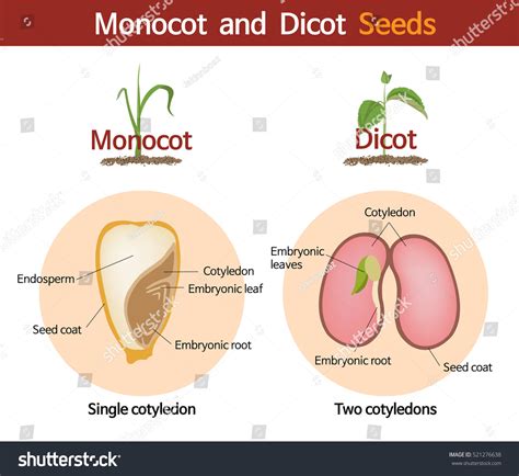 993 Seed Monocot Plants Images Stock Photos Vectors Shutterstock