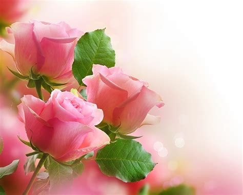 Rosa Bild Wallpaper Rosas Cor De Rosa