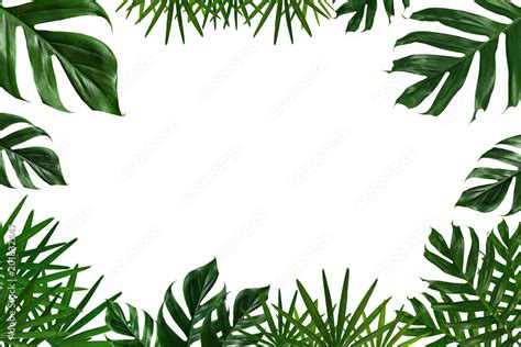 Tropical Green Leaf Frame On White Background Stock Photo Adobe Stock
