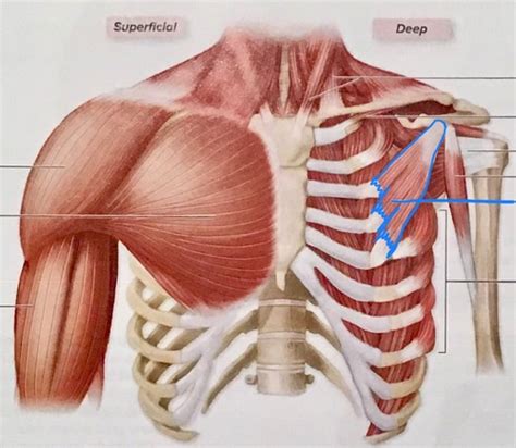 A Muscles That Move The Pectoral Girdle Flashcards Quizlet
