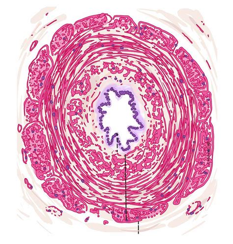 Ductus Deferens Histology Labeled