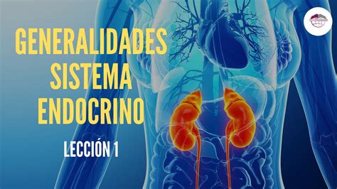 Qu Es Sistema Endocrino Su Definicin Y Significado