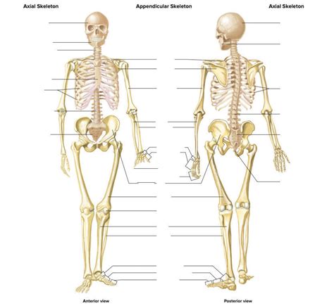 Appendicular Skeleton Diagram Quizlet