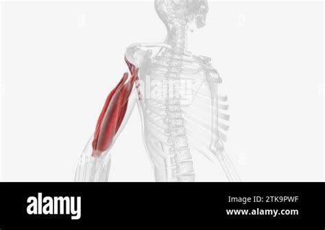 The Posterior Compartment Of The Forearm Contains A Superficial And