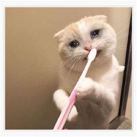 50 Ảnh meme mèo khóc hài hước cute dễ thương độc đáo nhất