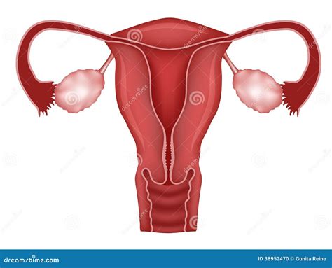 Normal Ovary Healthy Uterus Womb Of Woman Female Reproductive System